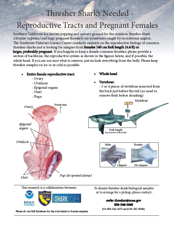 NOAA Fisheries Thresher Shark Research - California Fishing Reports ...