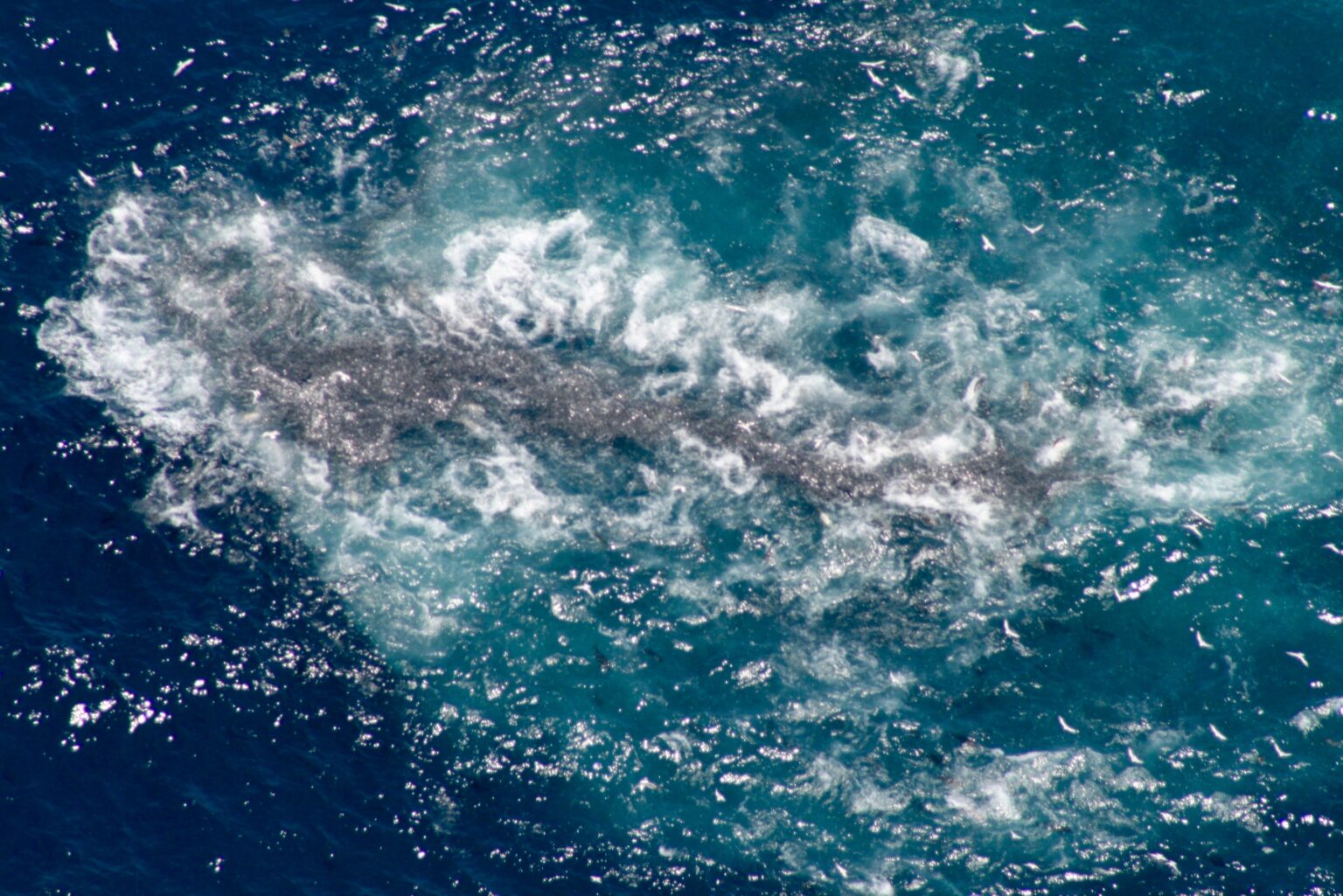 Fish Spotter Plane Reports | California Fishing Reports | Sea Surface ...